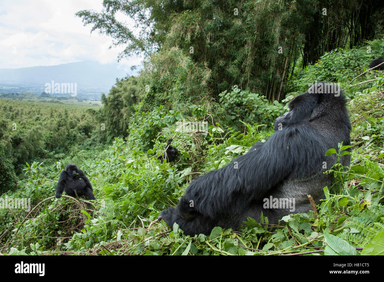 Mountain Gorilla (Gorilla gorilla beringei) silverback on mountain slope with family behind ...