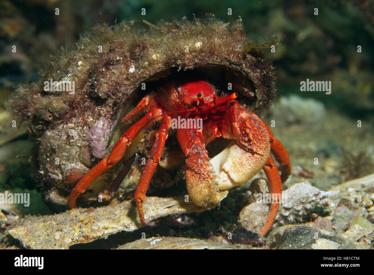 Hermit Crab (Diogenidae), South Australia, Australia Stock Photo - Alamy