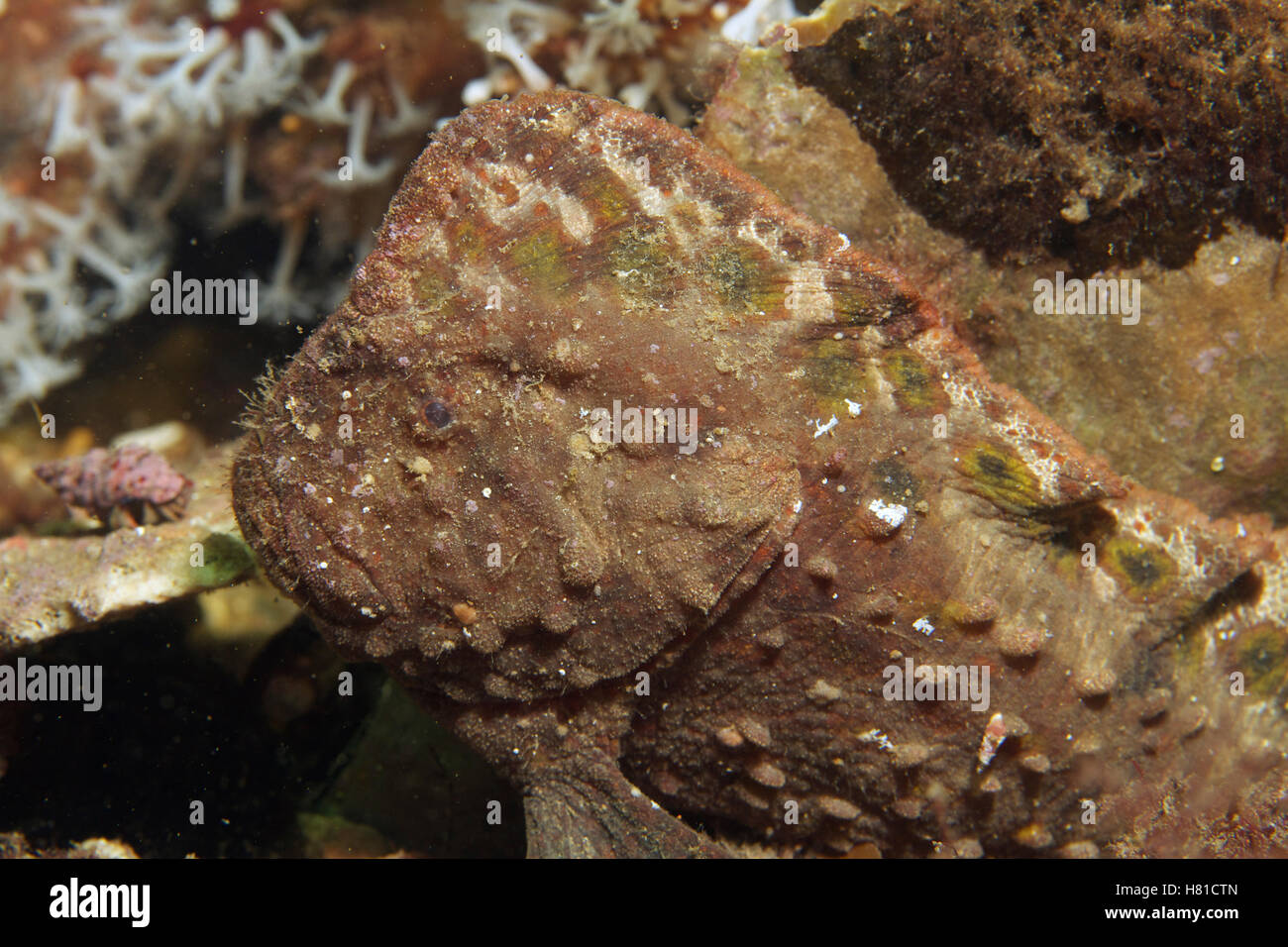 Warty Prowfish (Aetapcus maculatus), South Australia, Australia Stock ...