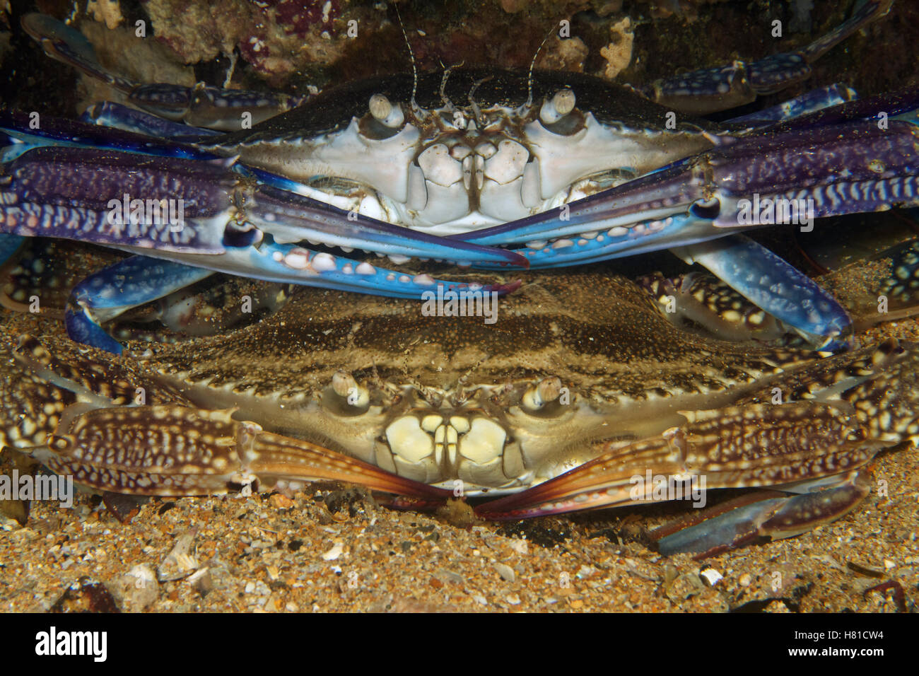 Blue Swimming Crab (Portunus pelagicus) pair mating, South Australia ...