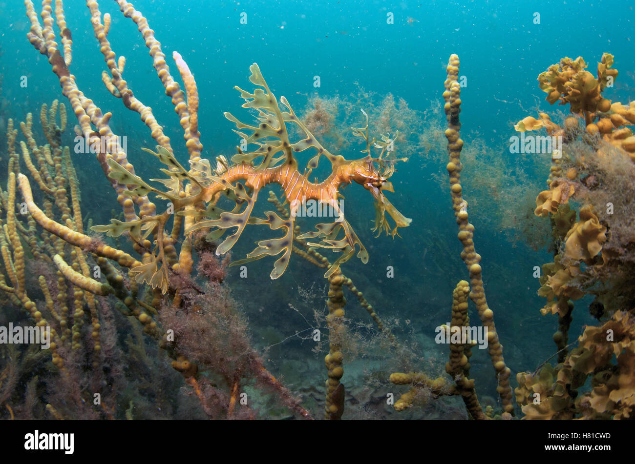 Leafy Sea Dragon (Phycodurus eques) in reef, South Australia, Australia ...