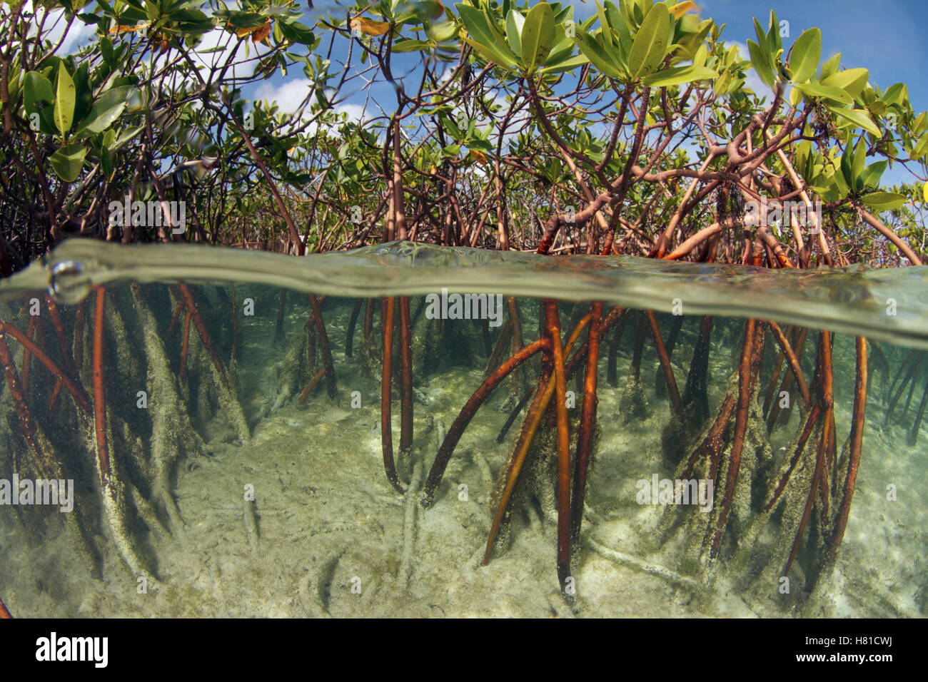 Mangrove (Rhizophoraceae) and Eelgrass (Zostera sp) filter out sediment ...