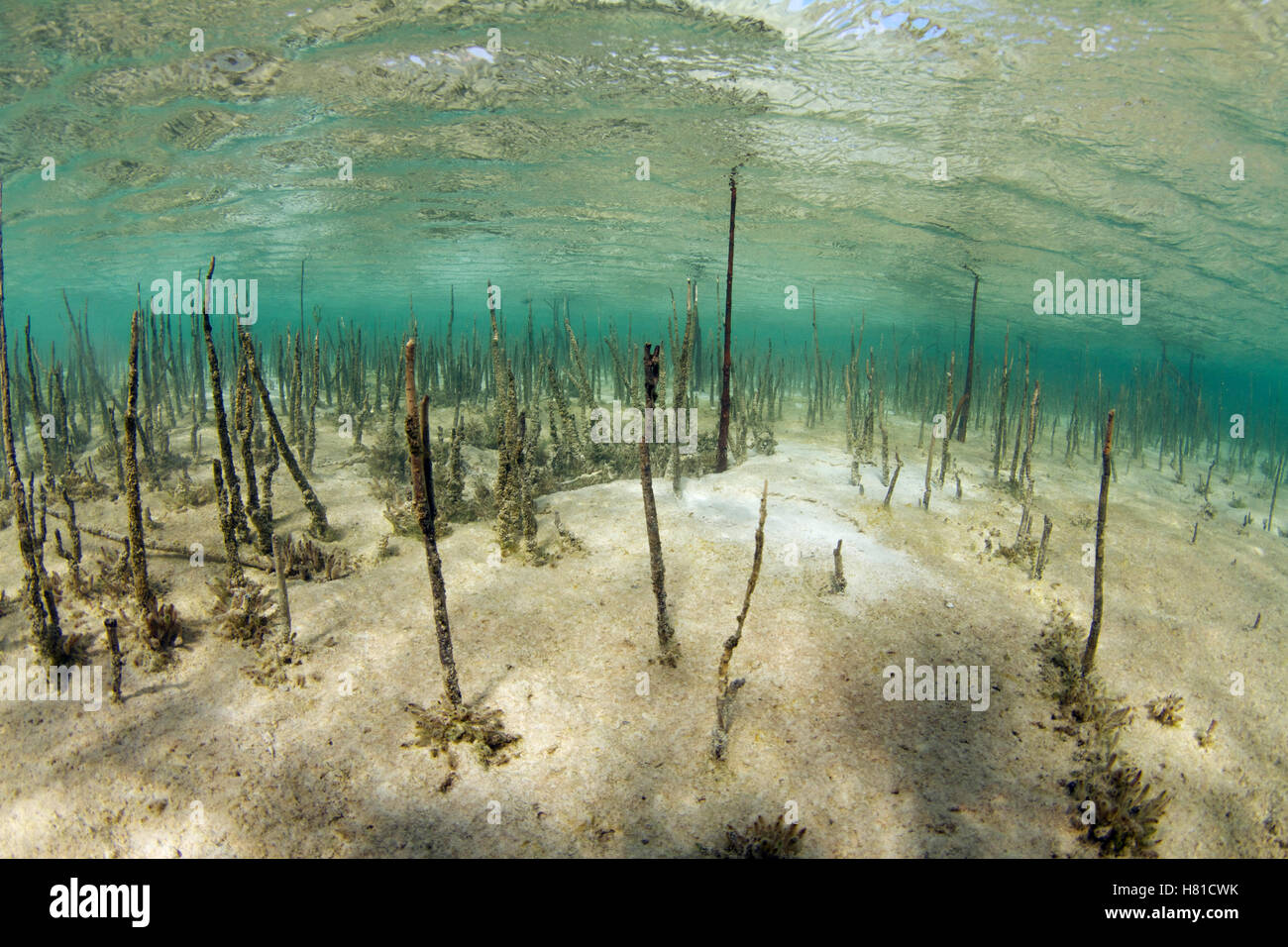 Mangrove (Rhizophoraceae) shoots in shallow water, Bahamas, Caribbean ...