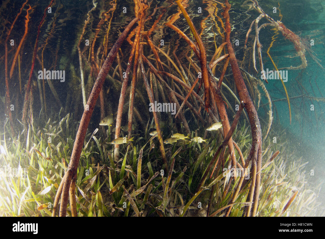 Mangrove (Rhizophoraceae) and Eelgrass (Zostera sp) provide shelter for ...