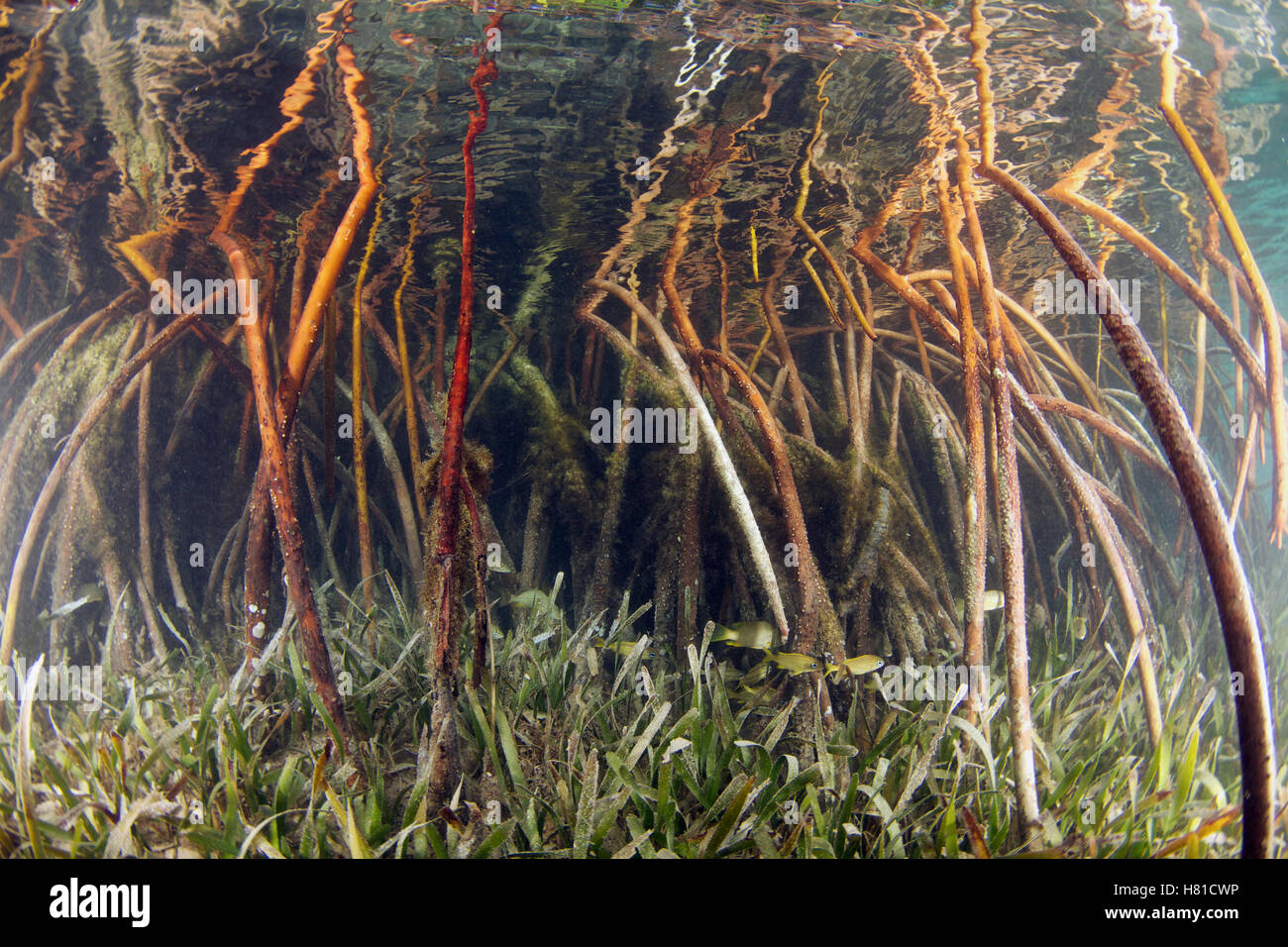 Mangrove (Rhizophoraceae) and Eelgrass (Zostera sp) provide shelter for ...