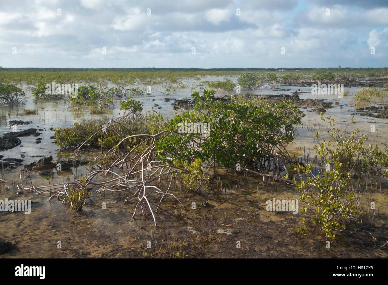 Mangrove (Rhizophoraceae) and Eelgrass (Zostera sp) nursery habitat ...