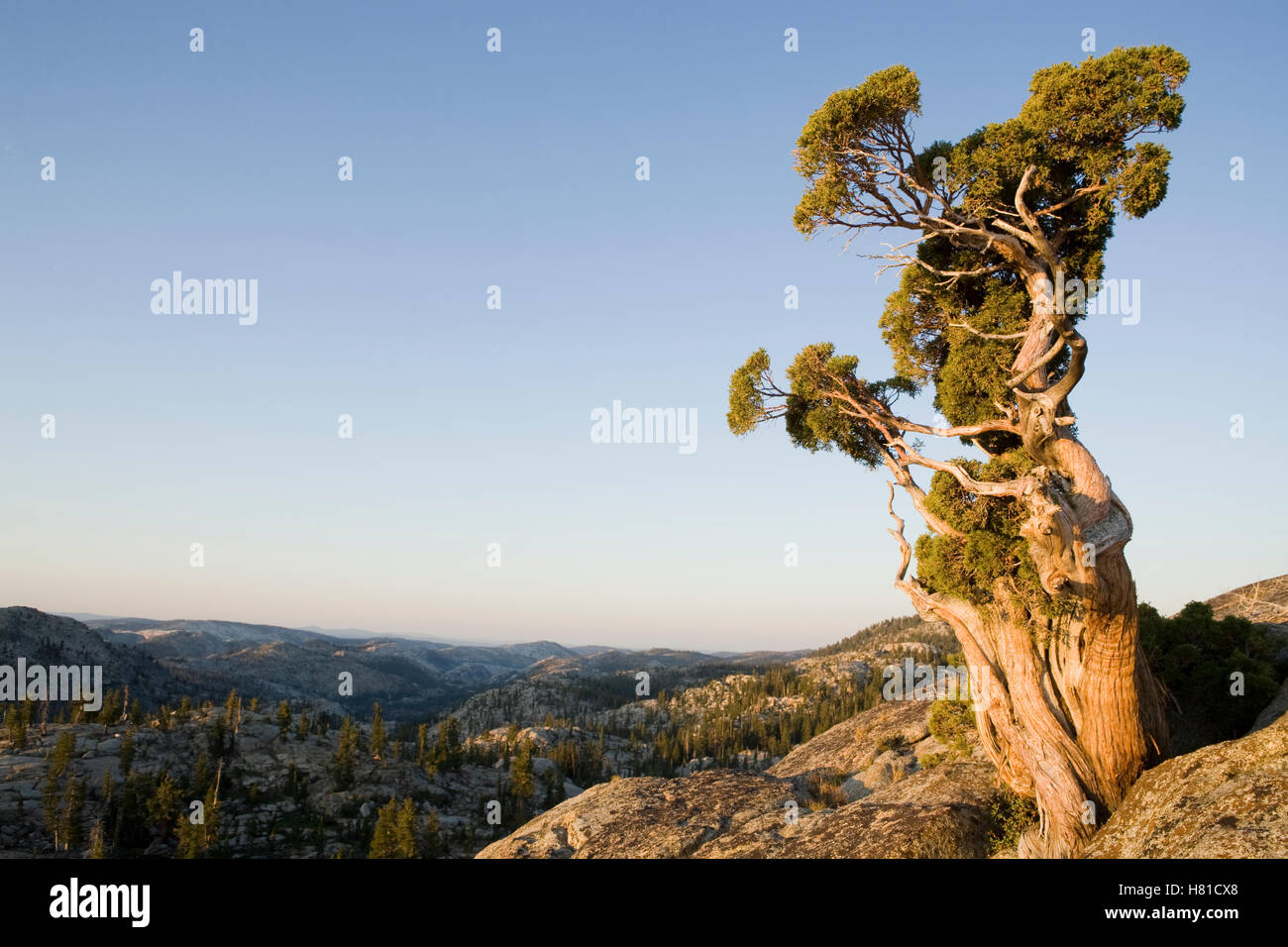 Western Juniper (Juniperus occidentalis) on granite summit at sunrise ...