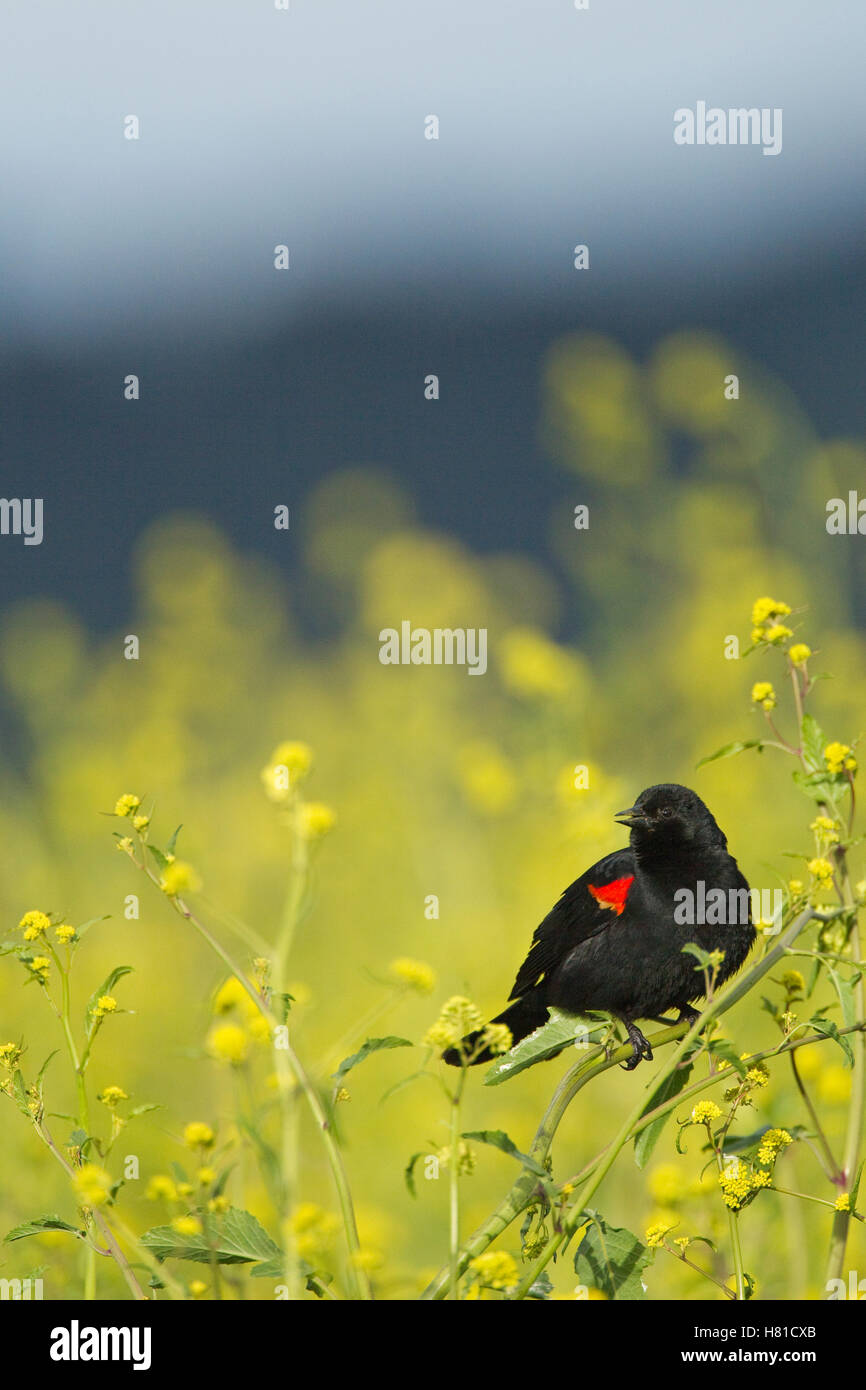 Red-winged Blackbird (Agelaius phoeniceus) male calling, Berkeley, San ...