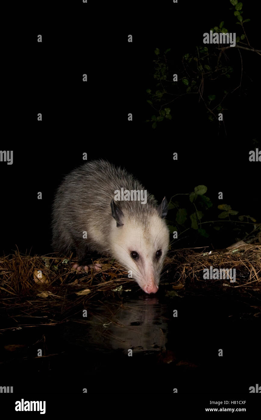 Virginia Opossum (Didelphis virginiana) drinking at waterhole at night ...
