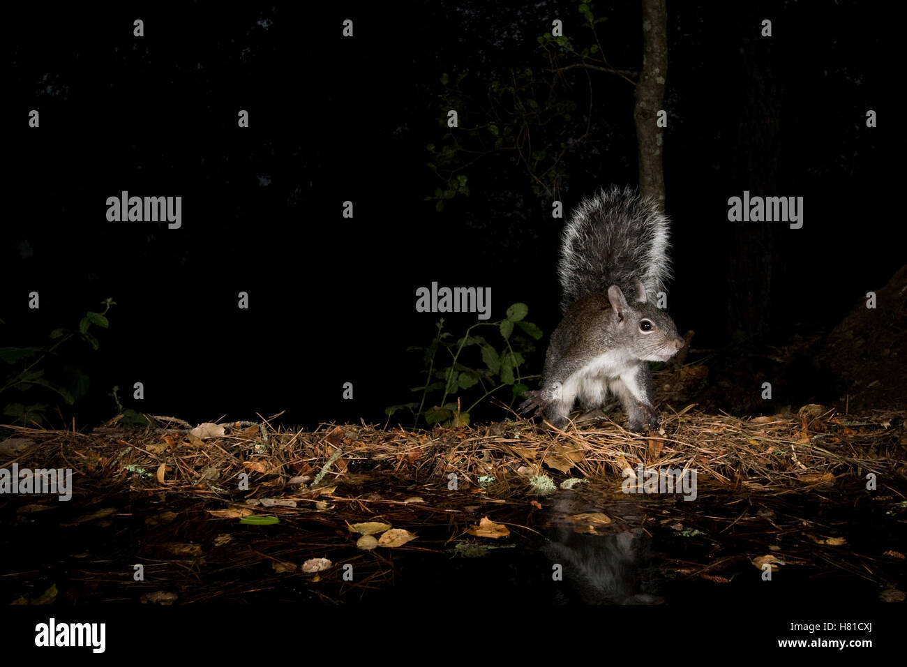 Western Gray Squirrel (Sciurus griseus) at waterhole at night, Aptos ...