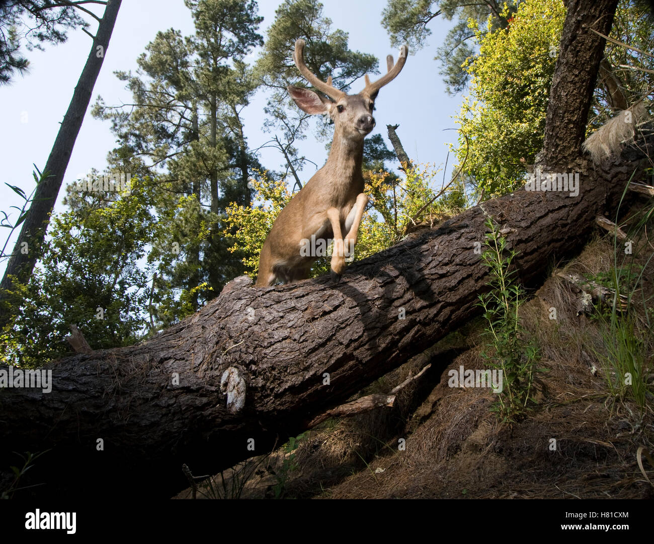 Mule Deer (Odocoileus hemionus) buck jumping over log in deciduous ...