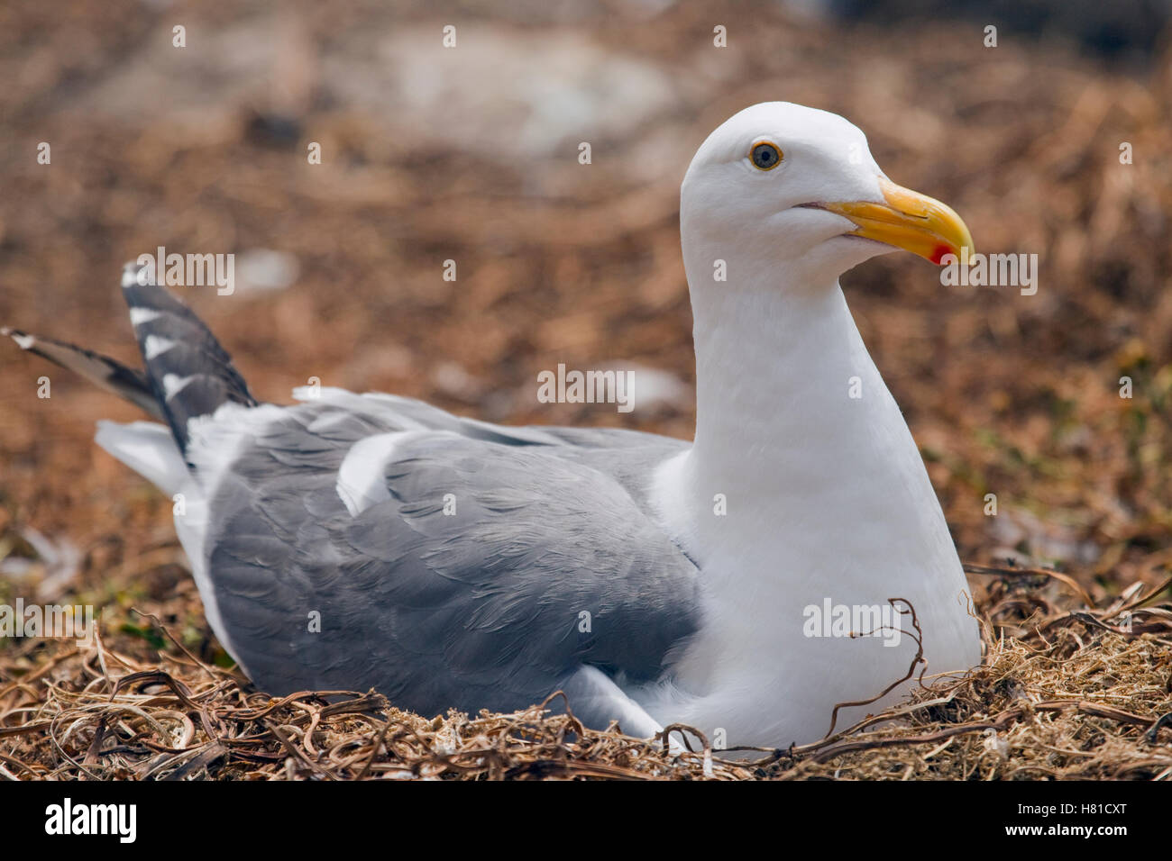 Western Gull (Larus occidentalis) incubating eggs on nest, South ...