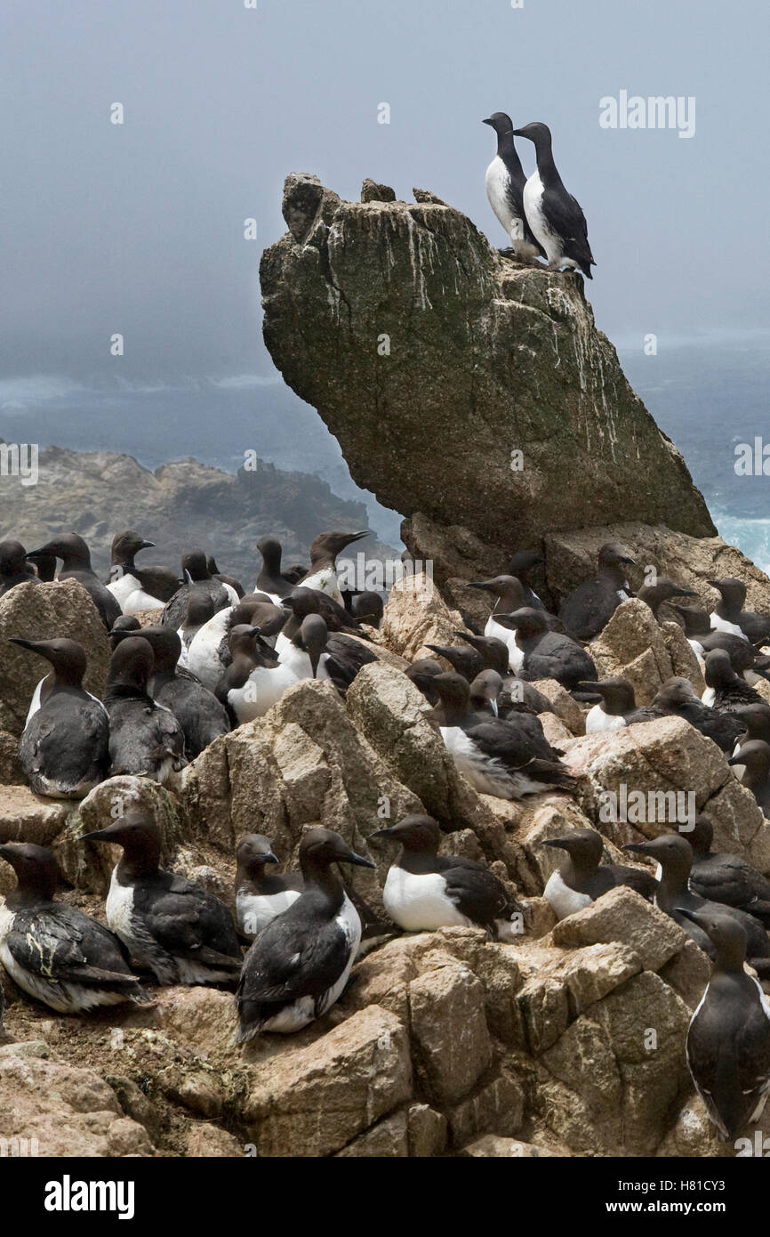 Common Murre (Uria aalge) breeding colony along coast, South Farallon ...
