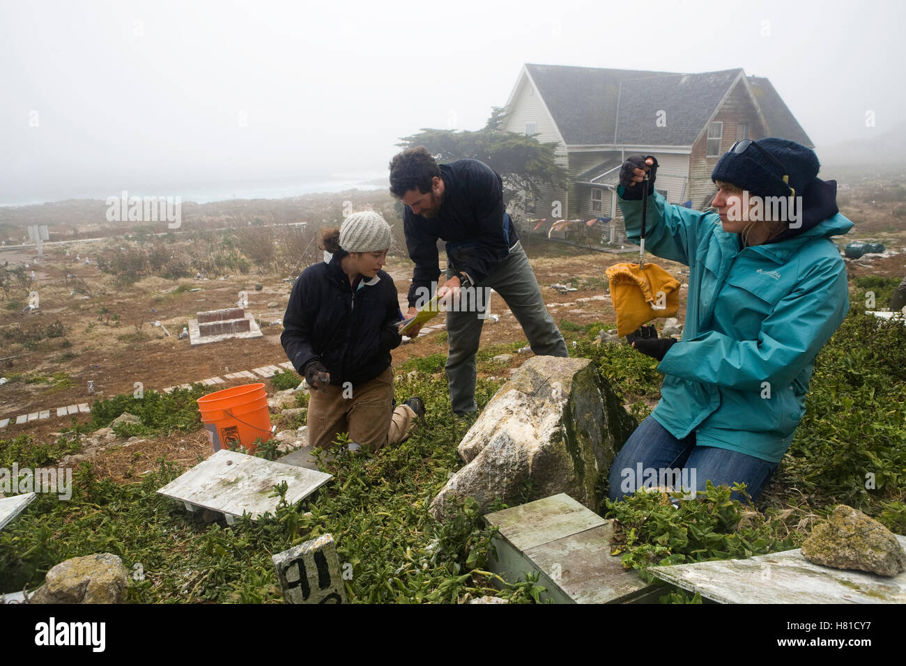 Cassin's Auklet (Ptychoramphus aleuticus) researchers, Jennifer Aragon ...