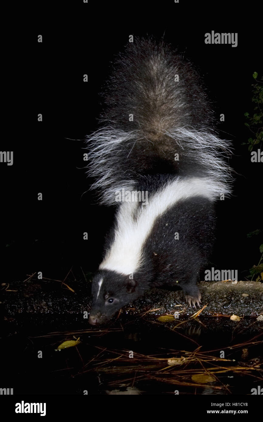 Striped Skunk (Mephitis mephitis) drinking at waterhole at night, Aptos ...
