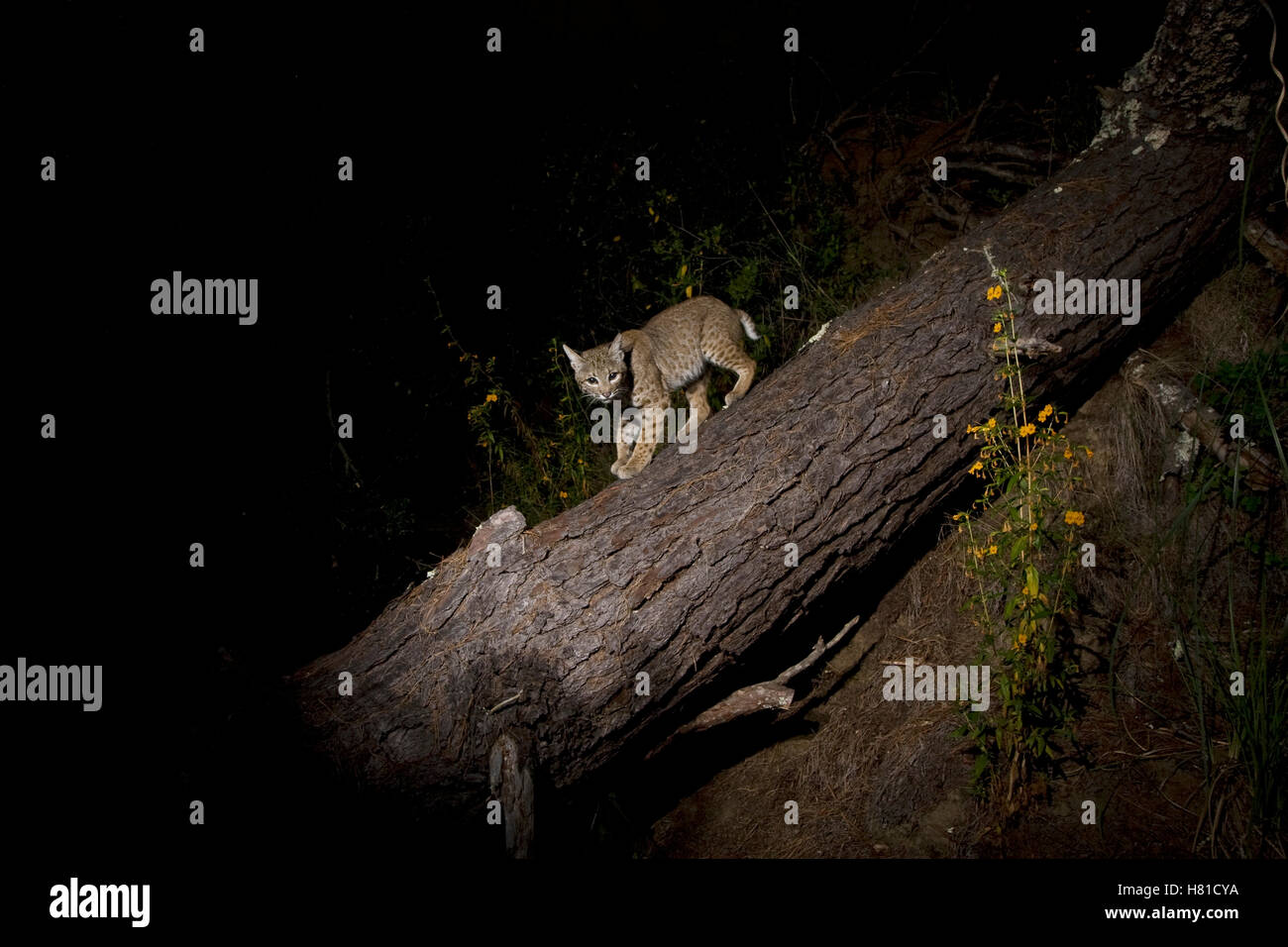 Bobcat (Lynx rufus) sub-adult on log at night, Aptos, Monterey Bay ...