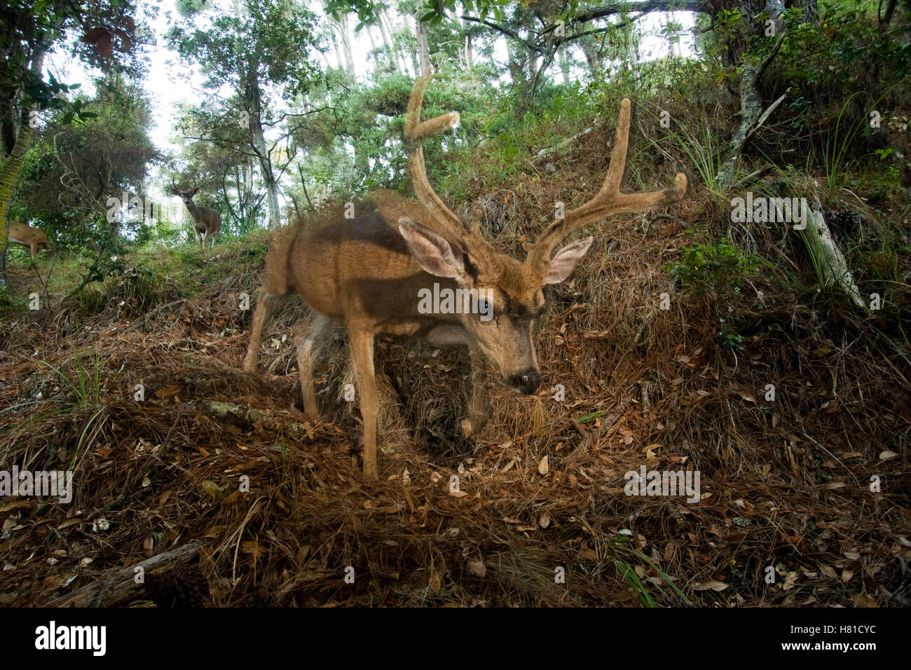 Mule Deer (Odocoileus hemionus) buck in deciduous forest, Aptos, Monterey Bay, California Stock ...