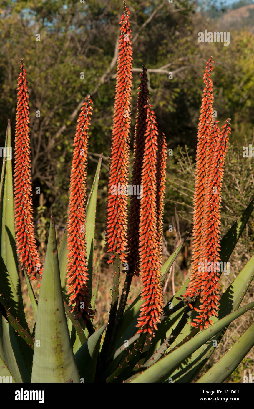 Cape Aloe (Aloe ferox) flowering, South Africa Stock Photo - Alamy