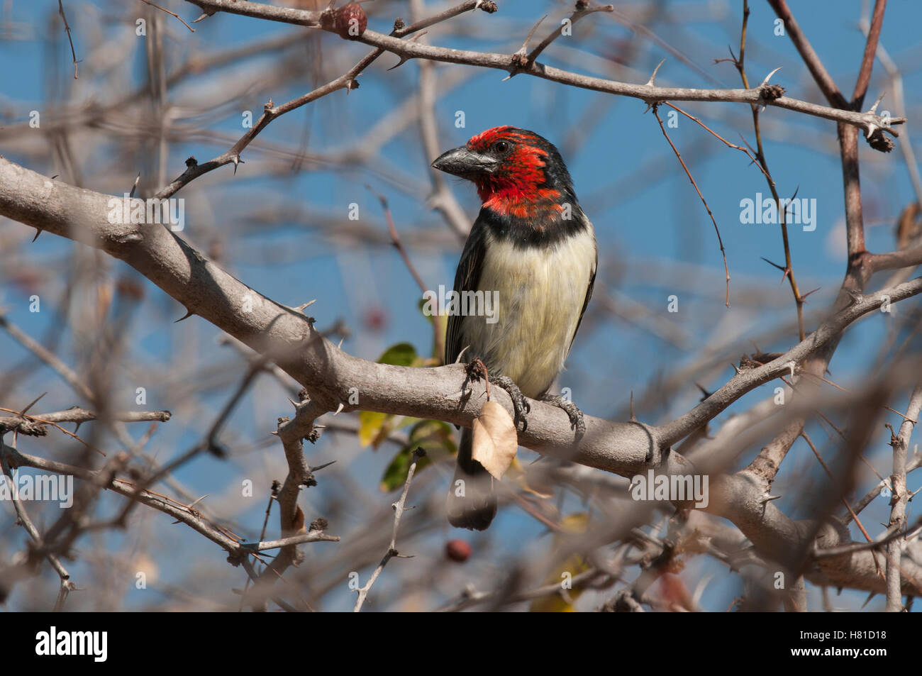 Black-collared Barbet (Lybius torquatus), Kruger National Park, South ...