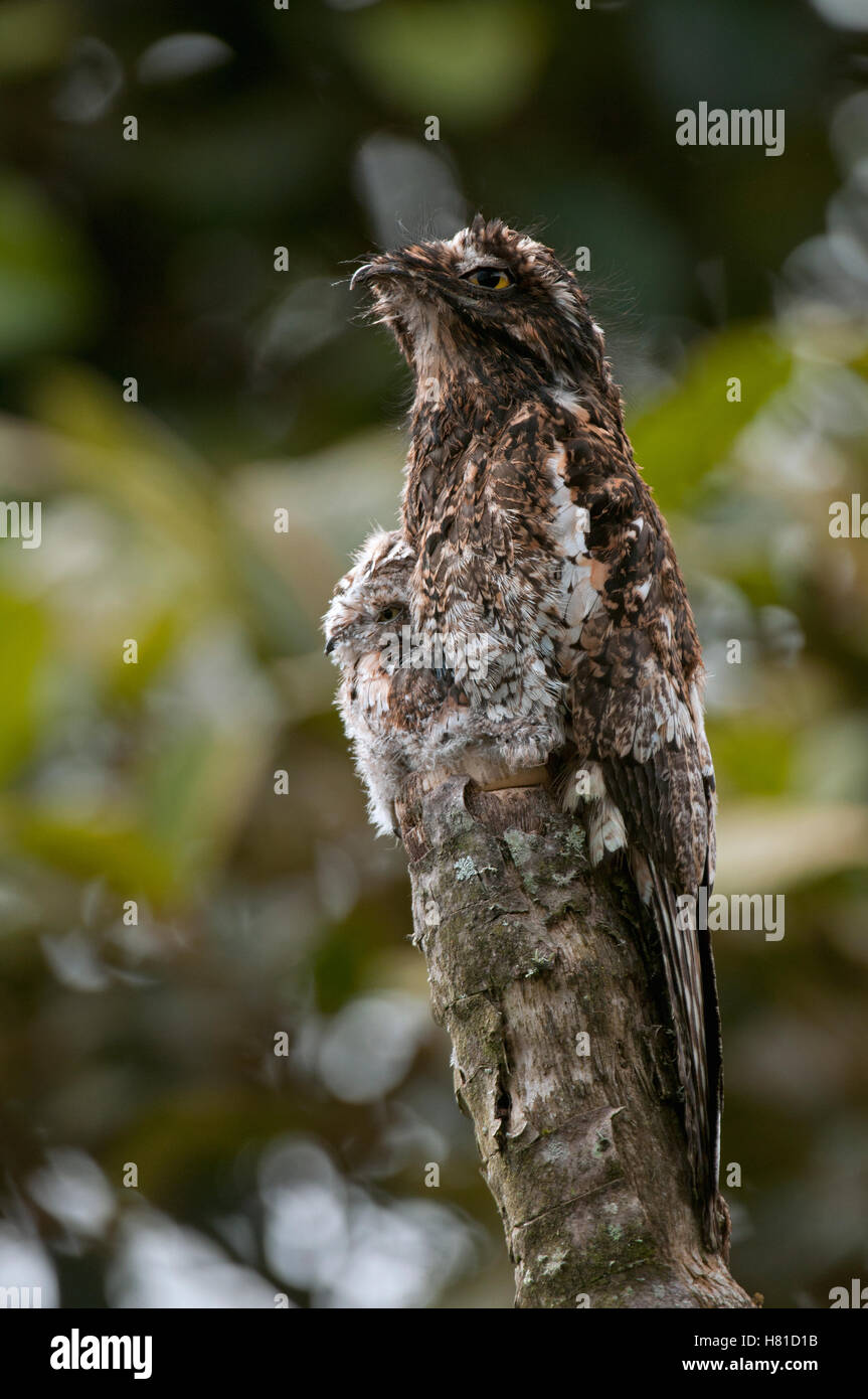 Andean Potoo (Nyctibius maculosus) with chick, Ecuador Stock Photo - Alamy
