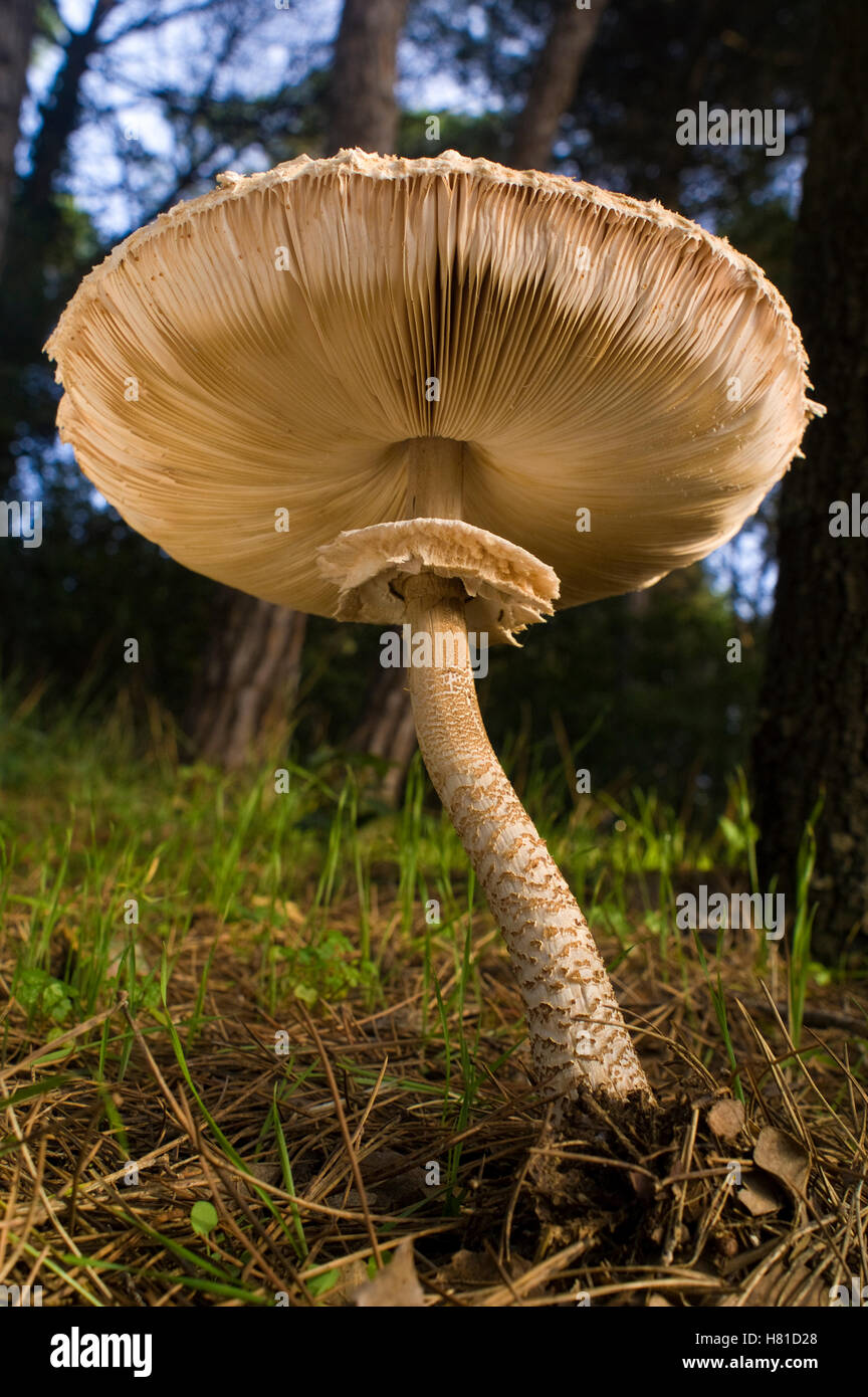 Parasol Mushroom (Macrolepiota procera), El Montseny Natural Park ...