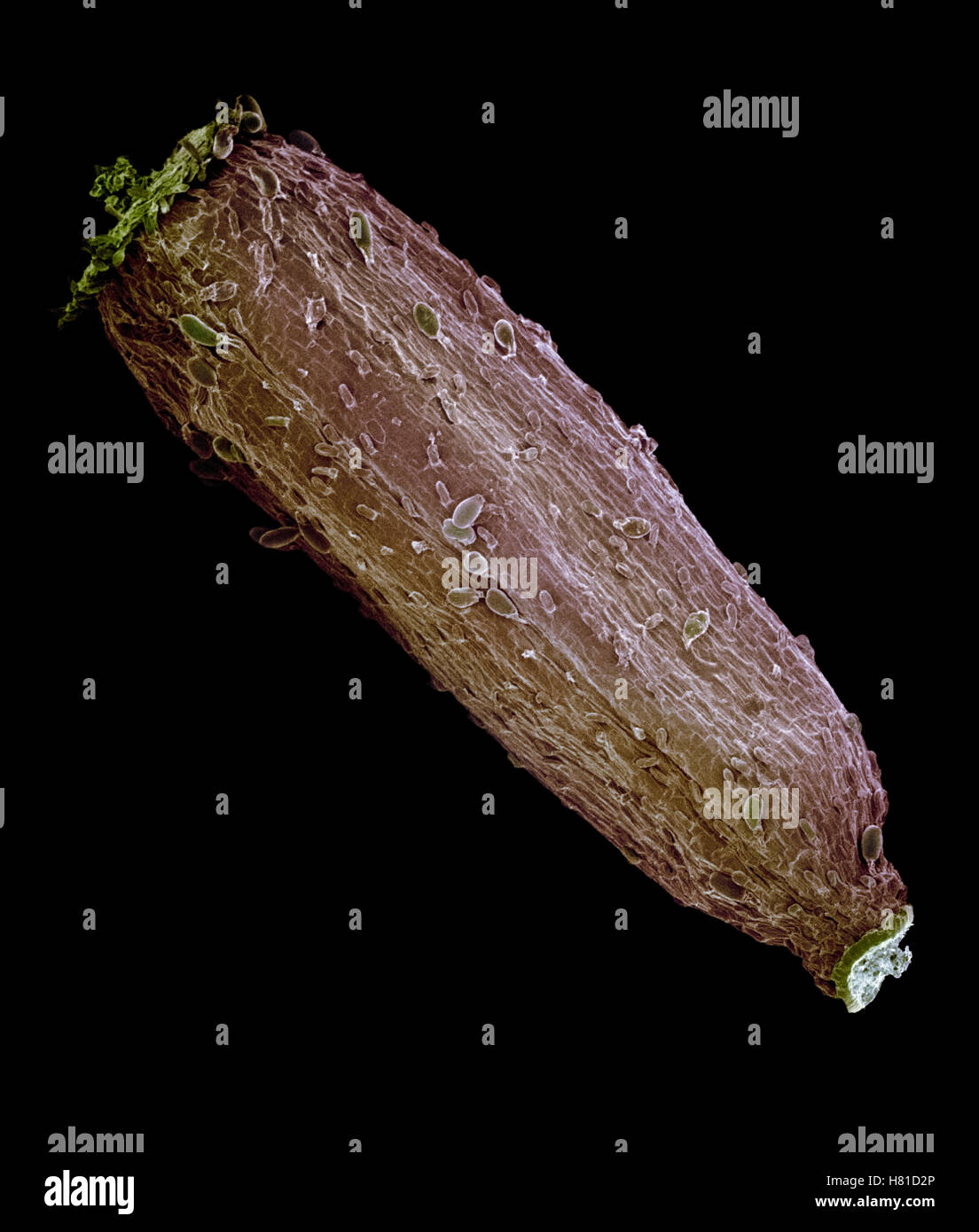 Aster (Asteraceae) achene fruit Stock Photo - Alamy