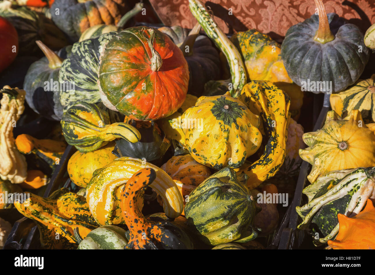 Different colored pumpkins hi-res stock photography and images - Alamy