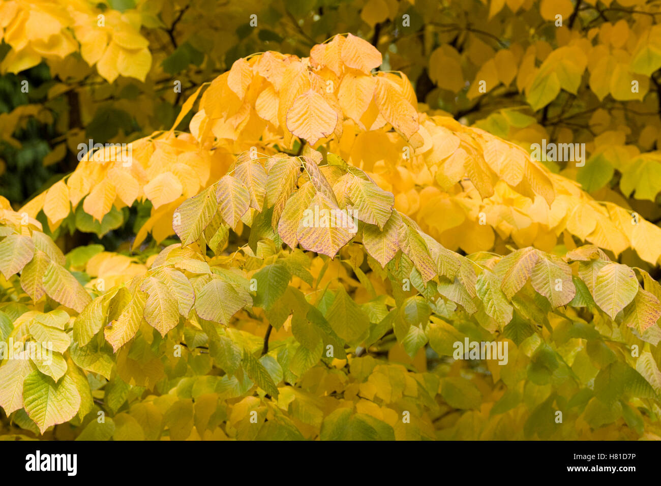 Yellowwood tree hi-res stock photography and images - Alamy