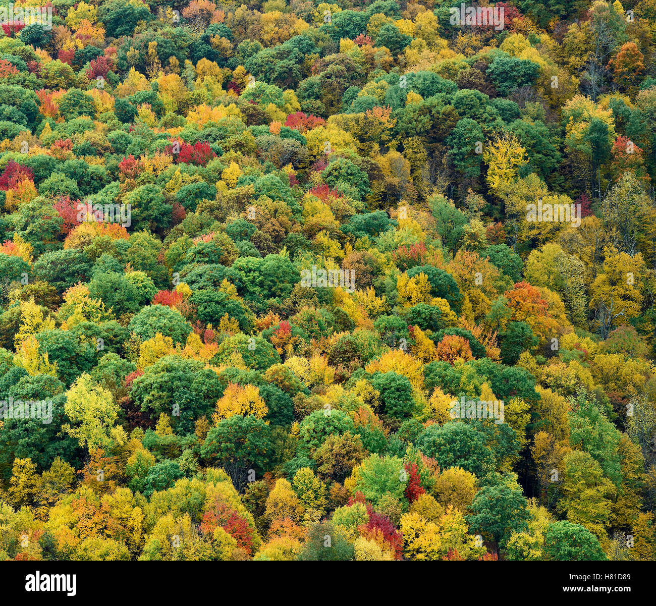 Deciduous forest in autumn, Blue Ridge Parkway, North Carolina Stock ...