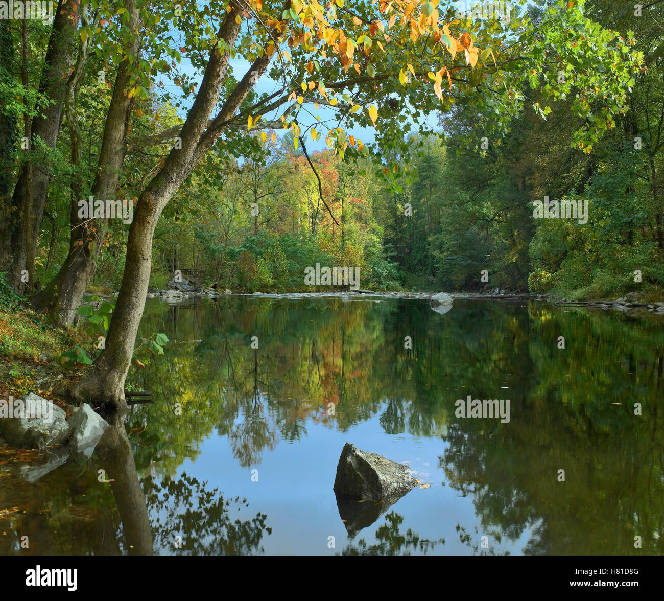 Deciduous forest and Little River, Great Smoky Mountains National Park ...