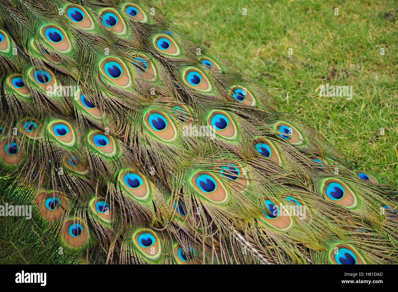Peacock tail hi-res stock photography and images - Alamy