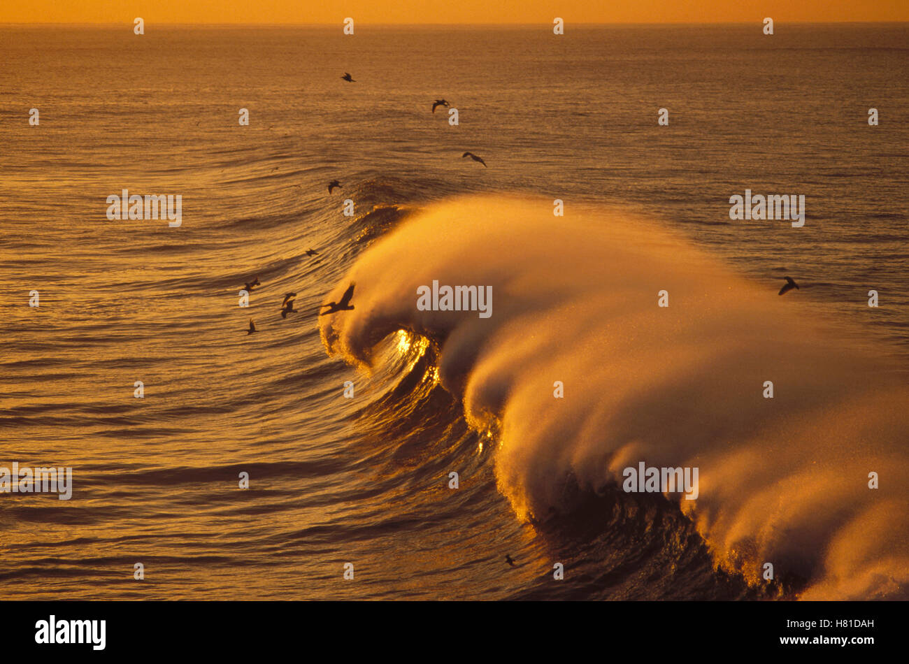 Waves at red sunset, sea birds in background Stock Photo - Alamy