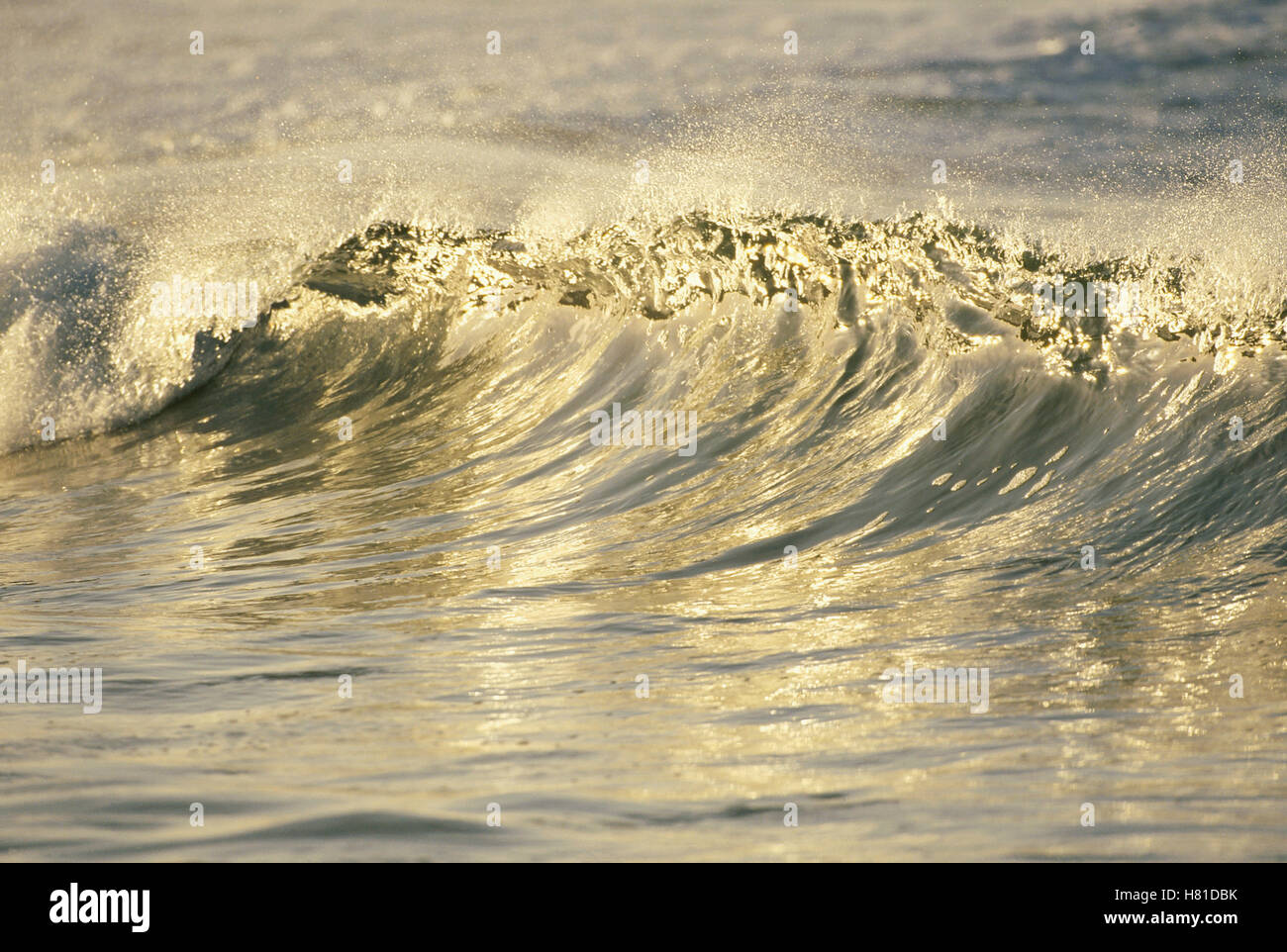 Small breaking wave with reflected sunlight Stock Photo - Alamy