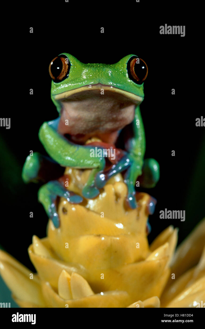 Blue-sided Leaf Frog (Agalychnis annae) perched on bromeliad, cloud ...