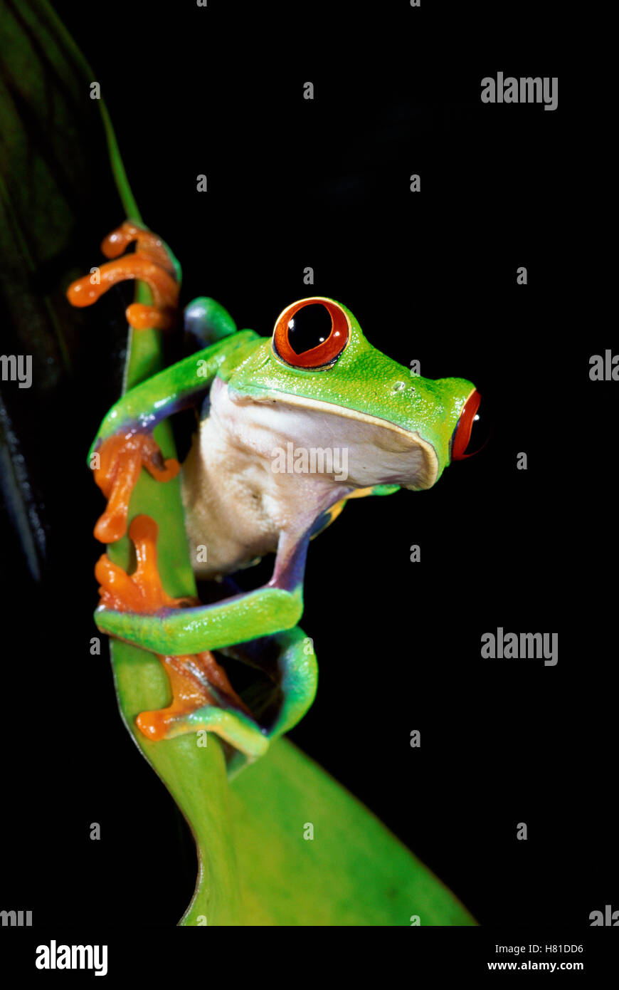 Misfit Leaf Frog (Agalychnis saltator) on leaf, close-up, rainforest ...
