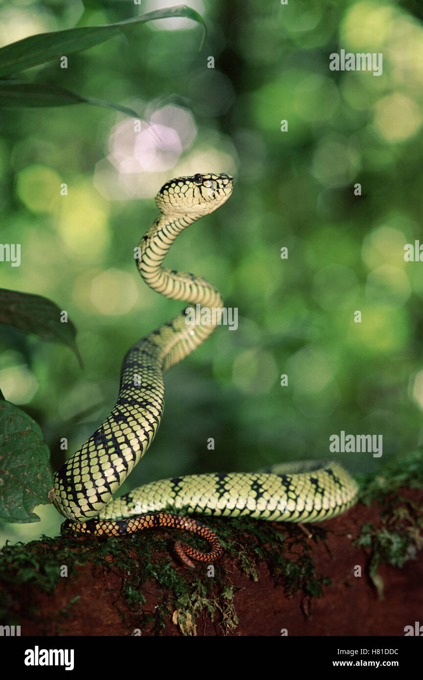 Sumatran Pit Viper (Trimeresurus sumatranus) lowland rainforest, Danum ...