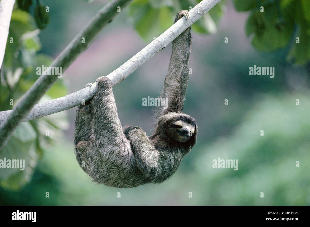 Brown-throated Three-toed Sloth (Bradypus variegatus) male sunbathing ...