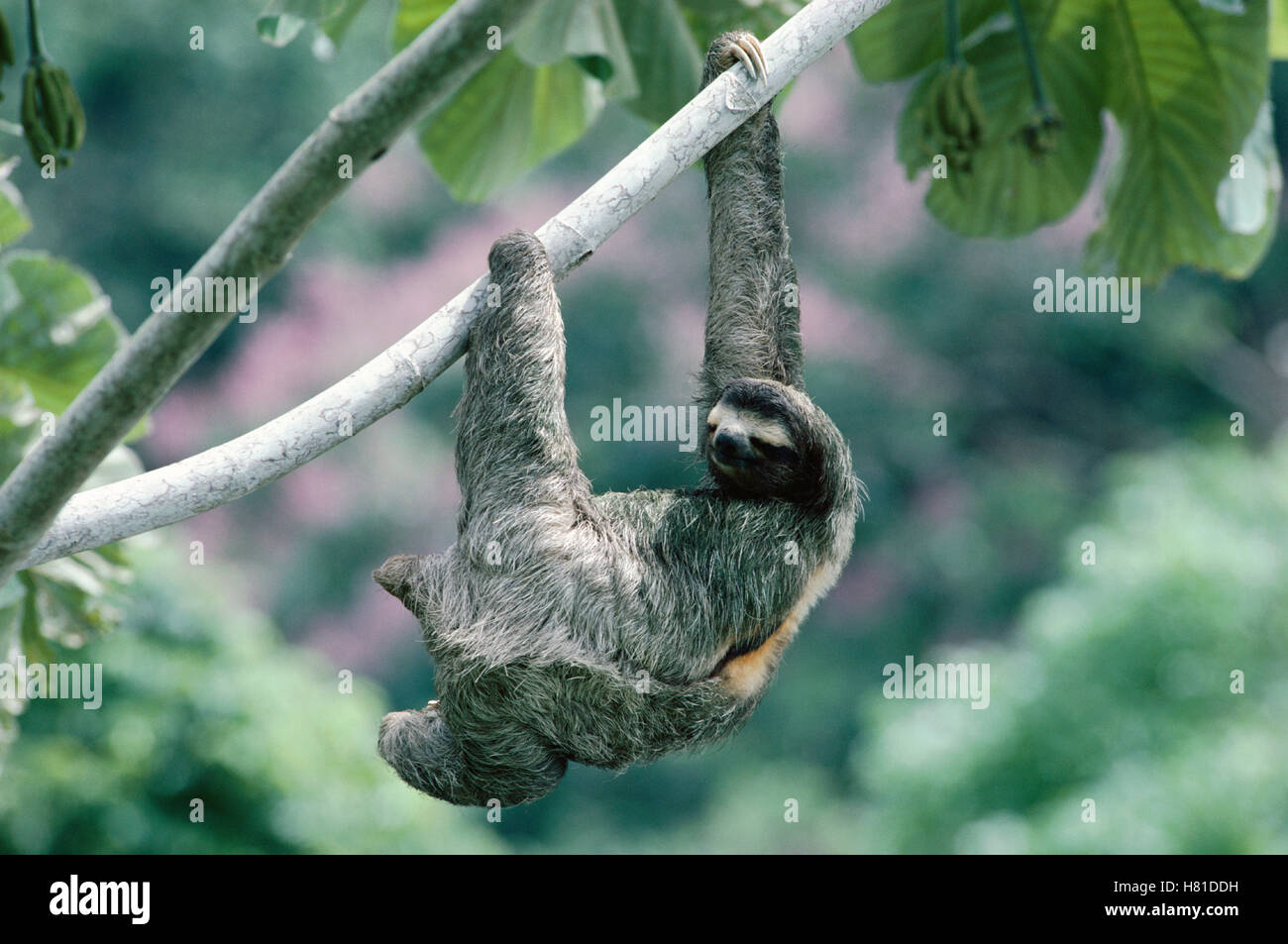 Brown-throated Three-toed Sloth (Bradypus variegatus) male sunbathing ...