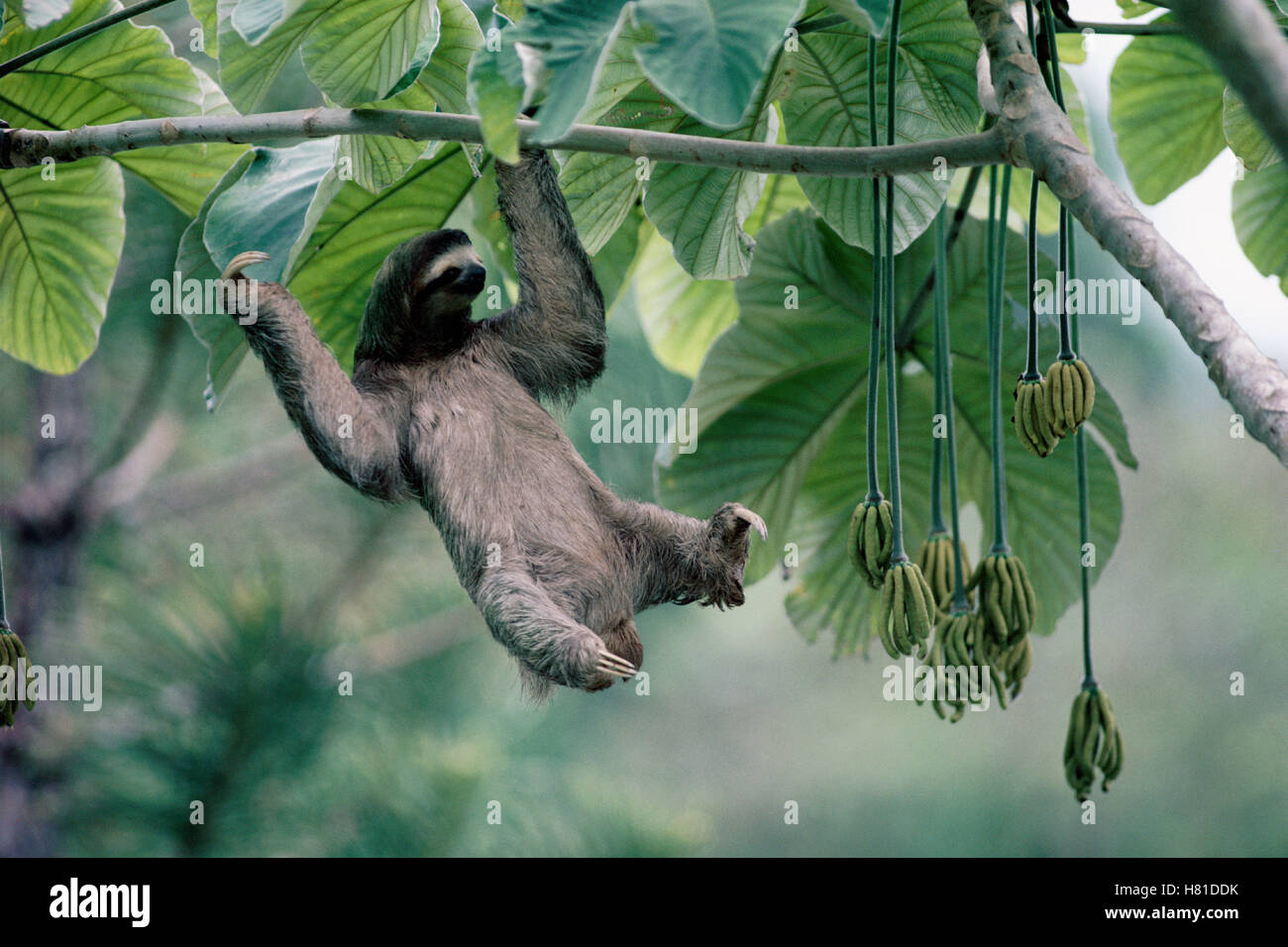 Brown-throated Three-toed Sloth (Bradypus variegatus) male sunbathing ...