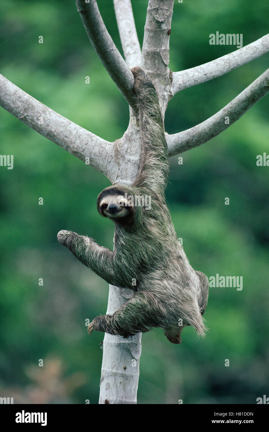 Brown-throated Three-toed Sloth (Bradypus variegatus) male sunbathing ...
