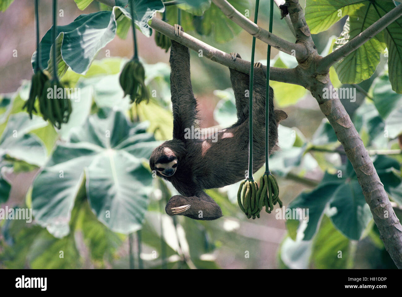 Brown-throated Three-toed Sloth (Bradypus variegatus) male sunbathing ...