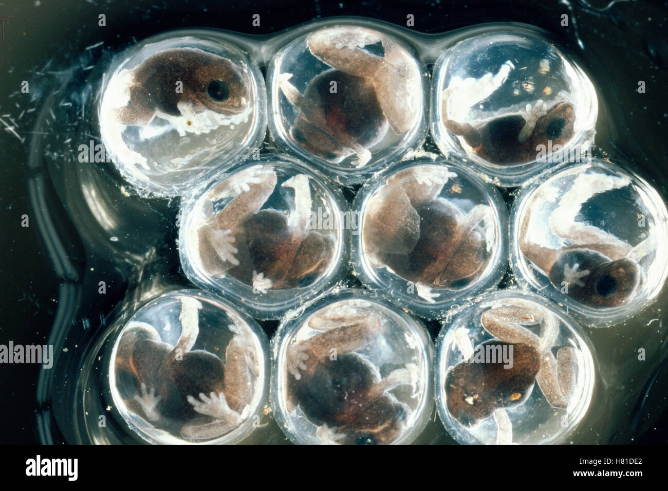 Rain Frog (Eleutherodactylus sp) eggs, froglets about to emerge ...