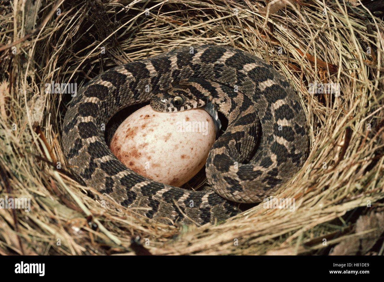 Common Egg-eating Snake (Dasypeltis scabra) swallowing egg, Africa ...