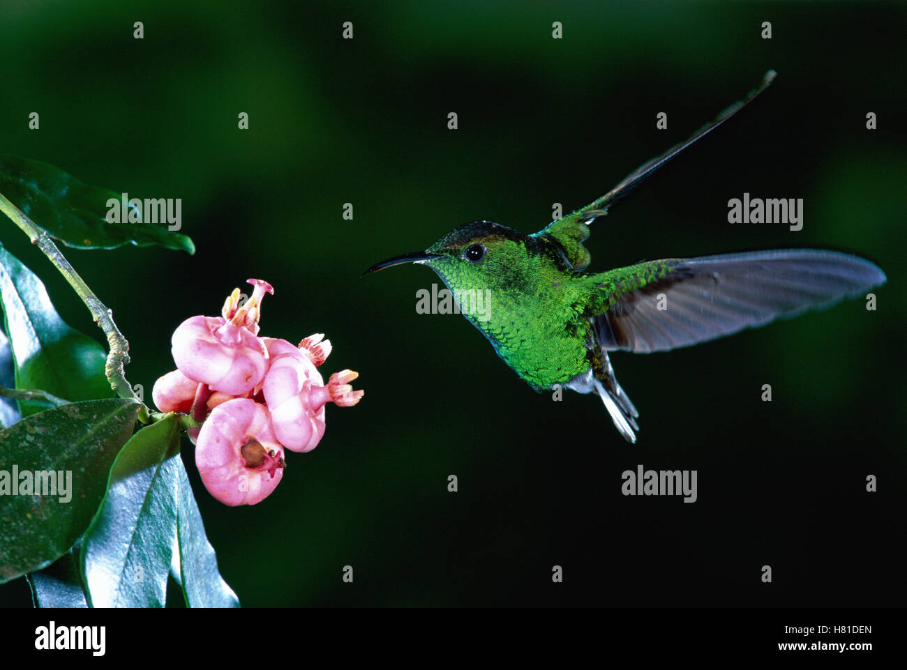 Coppery-headed Emerald (Elvira cupreiceps) hummingbird, endemic male ...