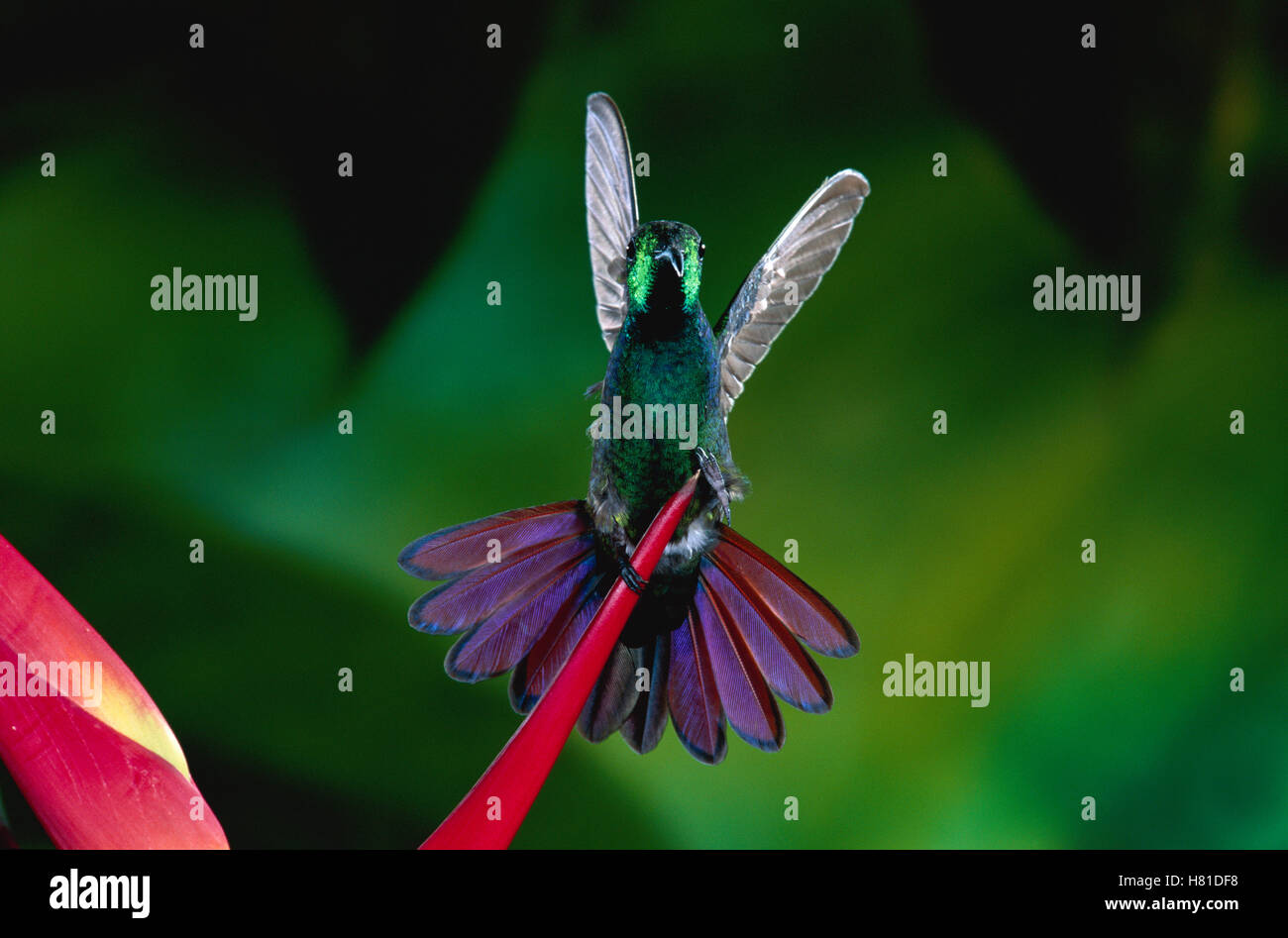 Green-breasted Mango (Anthracothorax prevostii) hummingbird male flying ...