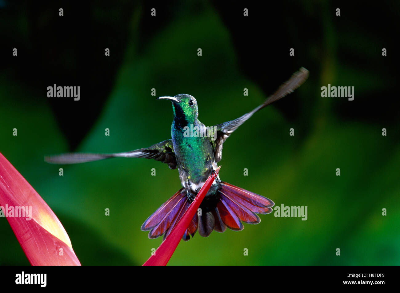 Green-breasted Mango (Anthracothorax prevostii) hummingbird male flying ...