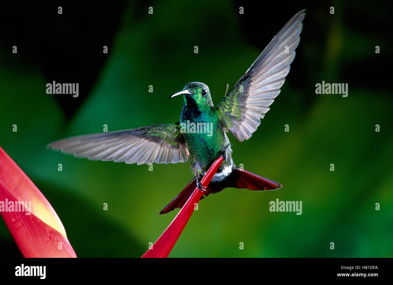 Green-breasted Mango (Anthracothorax prevostii) hummingbird male flying ...