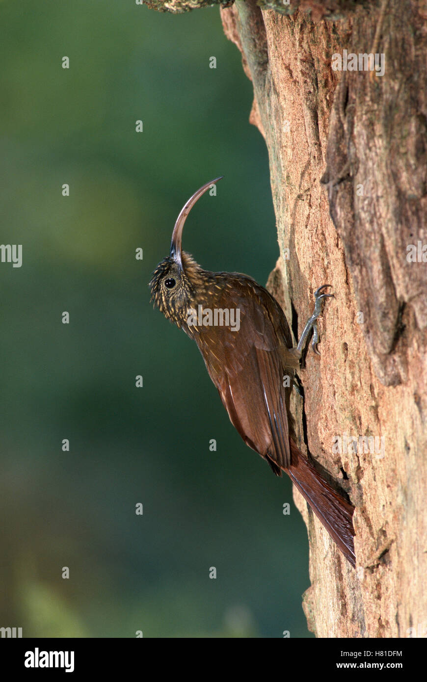 Brown-billed Scythebill (Campylorhamphus pusillus) hummingbird, on tree ...