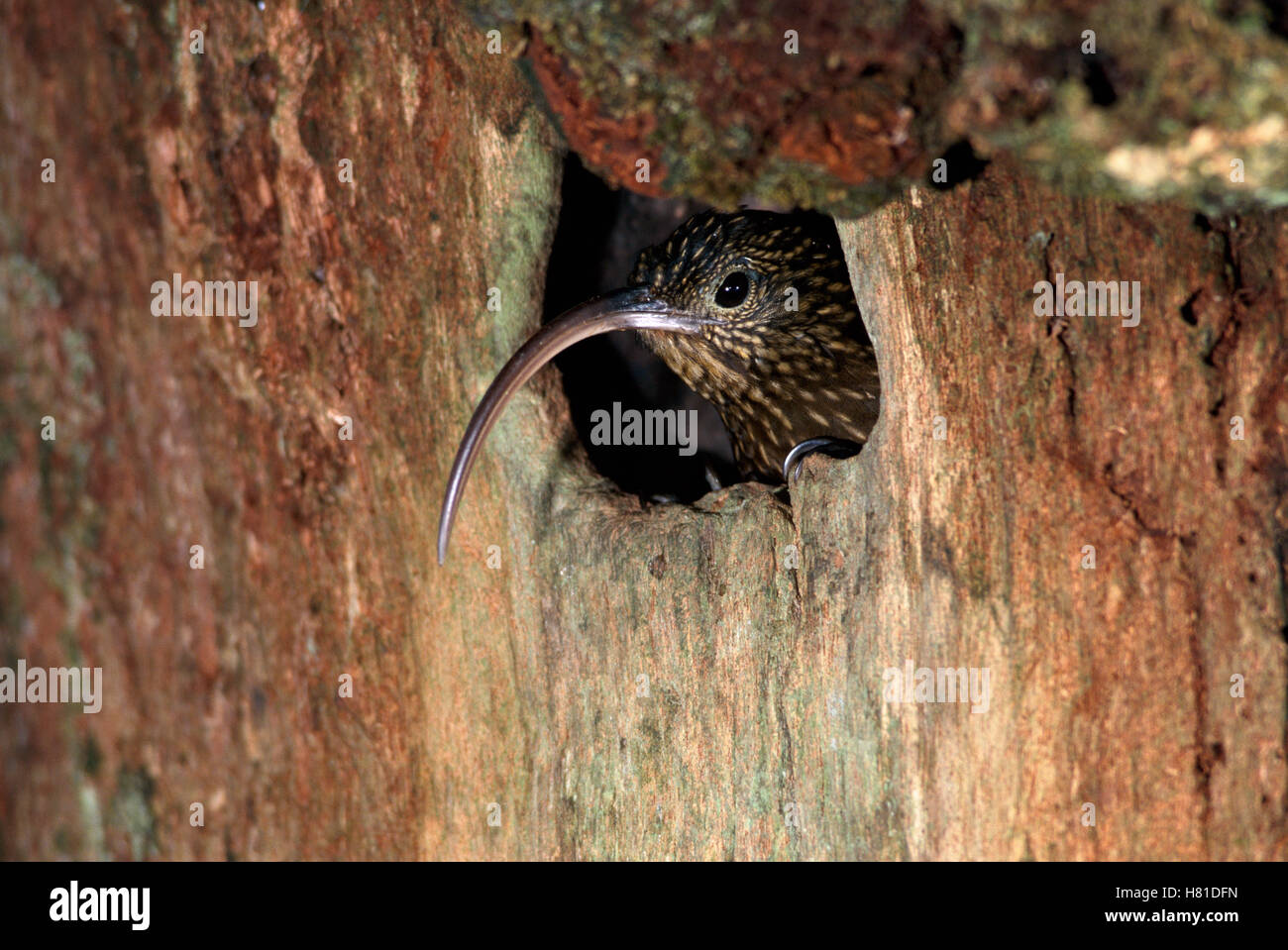 Brown-billed Scythebill (Campylorhamphus pusillus) hummingbird, in tree ...