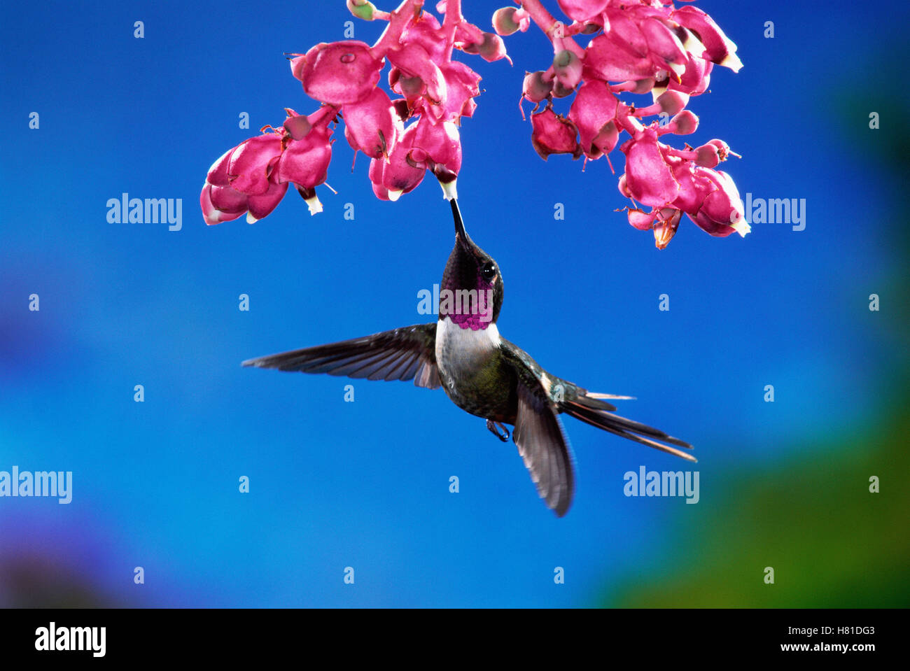 Magenta-throated Woodstar (Calliphlox bryantae) hummingbird male ...